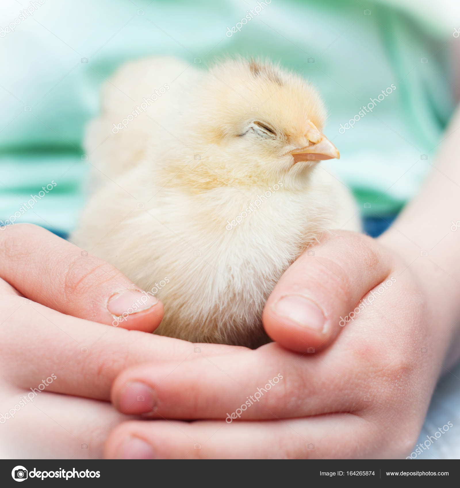 Cute Baby Chicken Sleeping