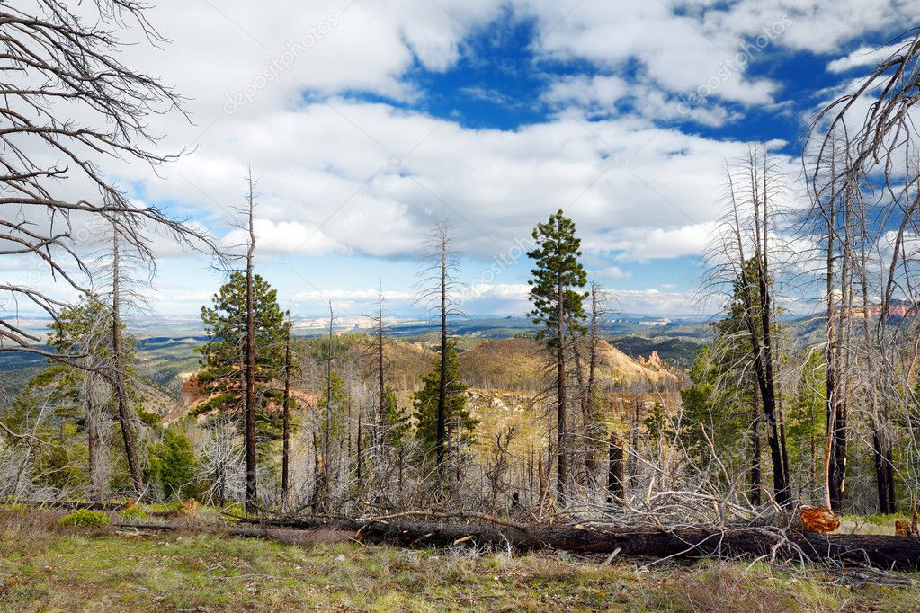 Spooky dead tree forest — Stock Photo © MNStudio #126859442