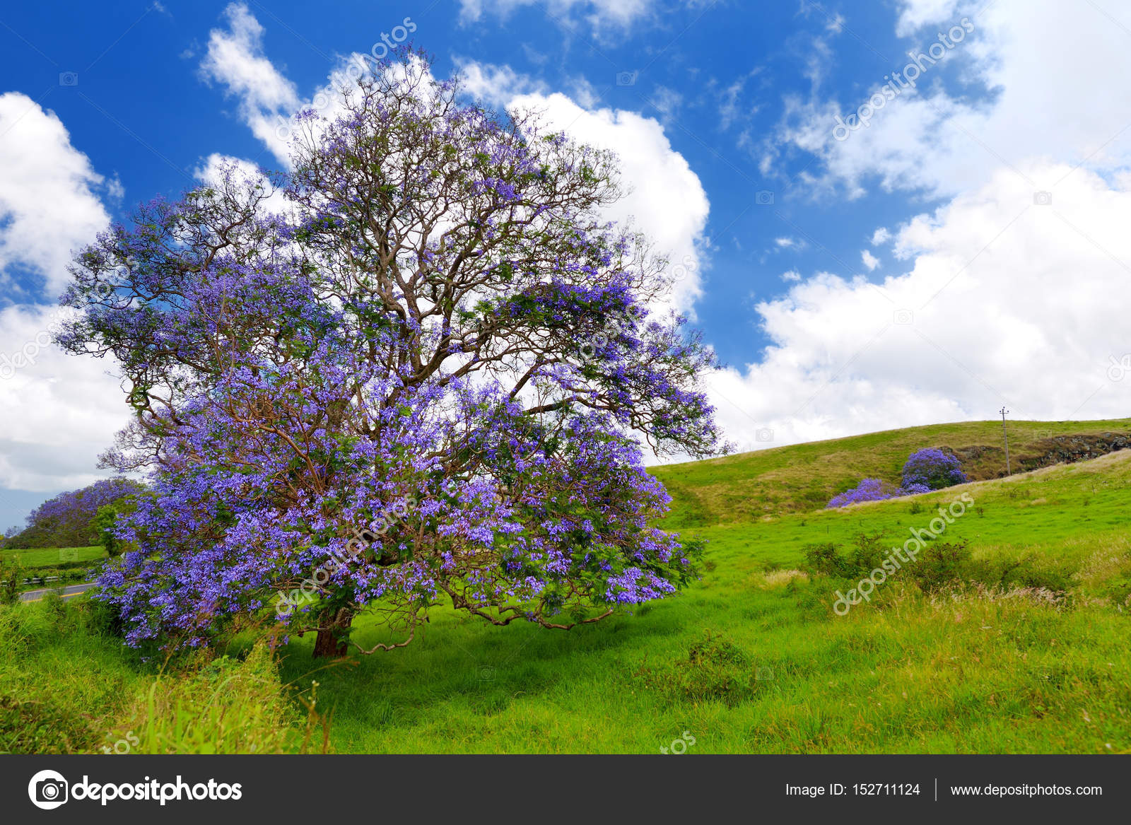 Beautiful jacaranda tree Stock Photo by ©MNStudio 152711124