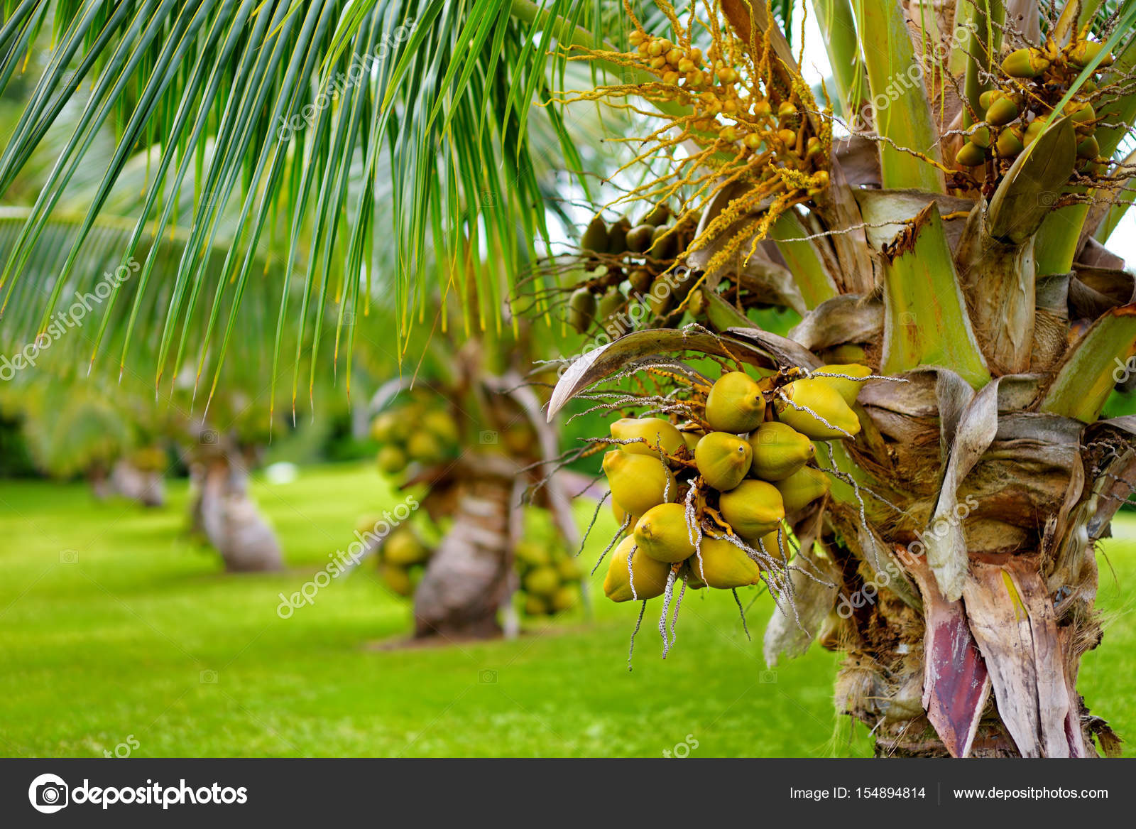 Coconut Tree Images Hd
