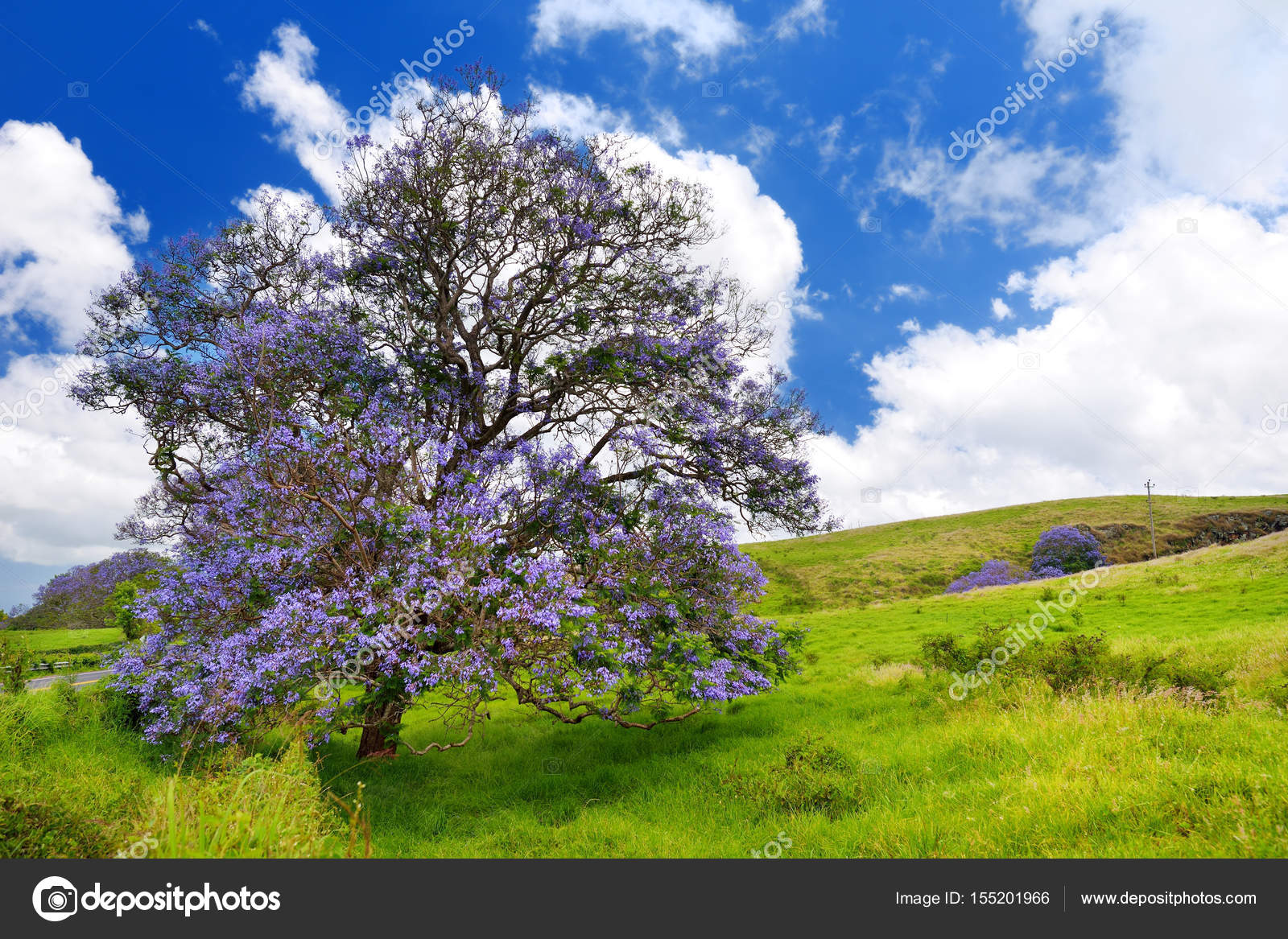 Beautiful jacaranda tree Stock Photo by ©MNStudio 155201966