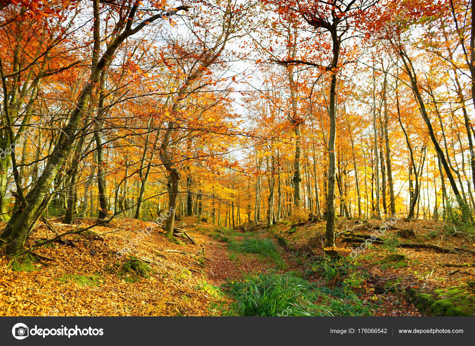 Golden autumn forest Stock Photo by ©MNStudio 176066542