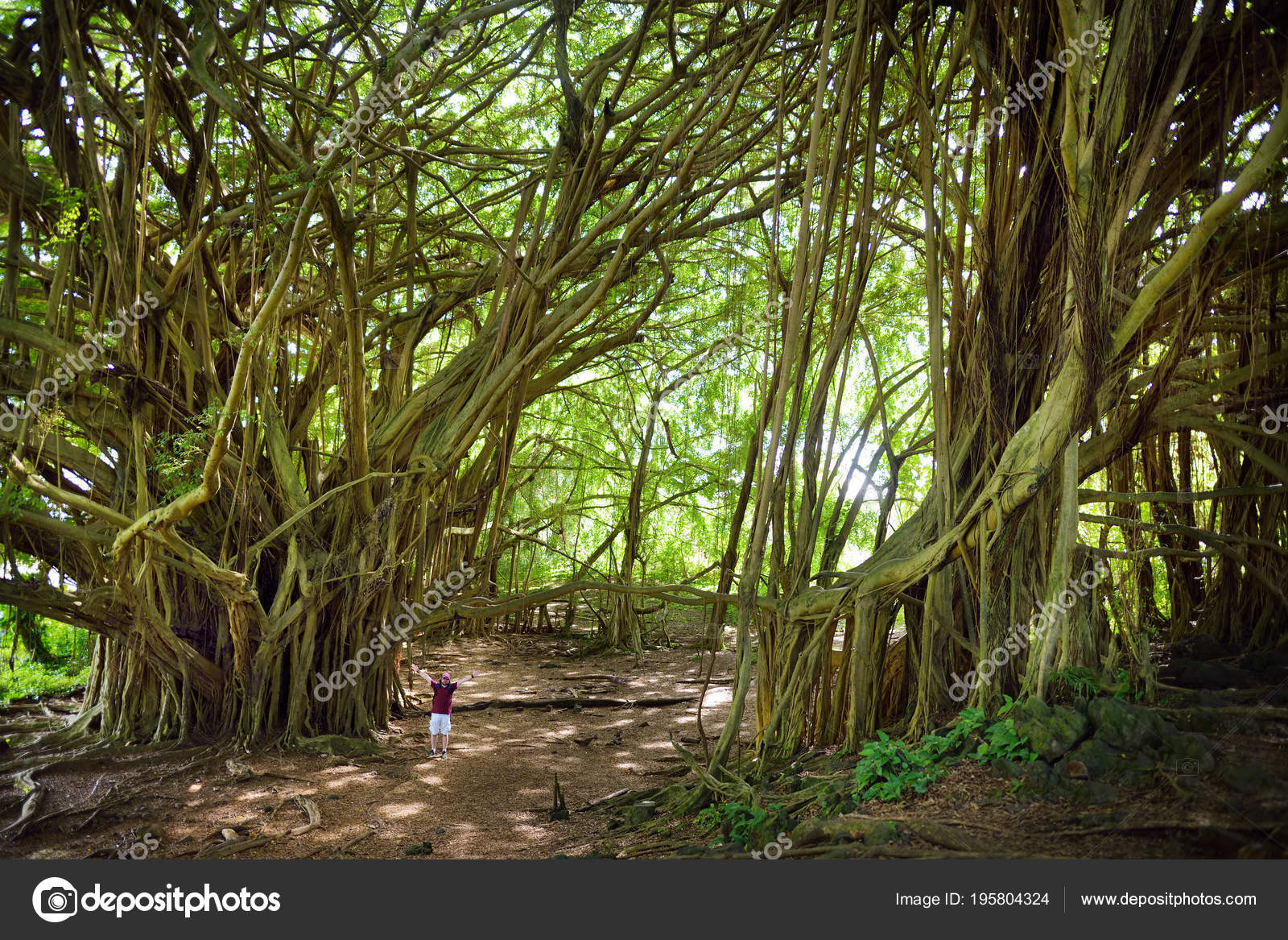 Banyan Tree Hanging Roots