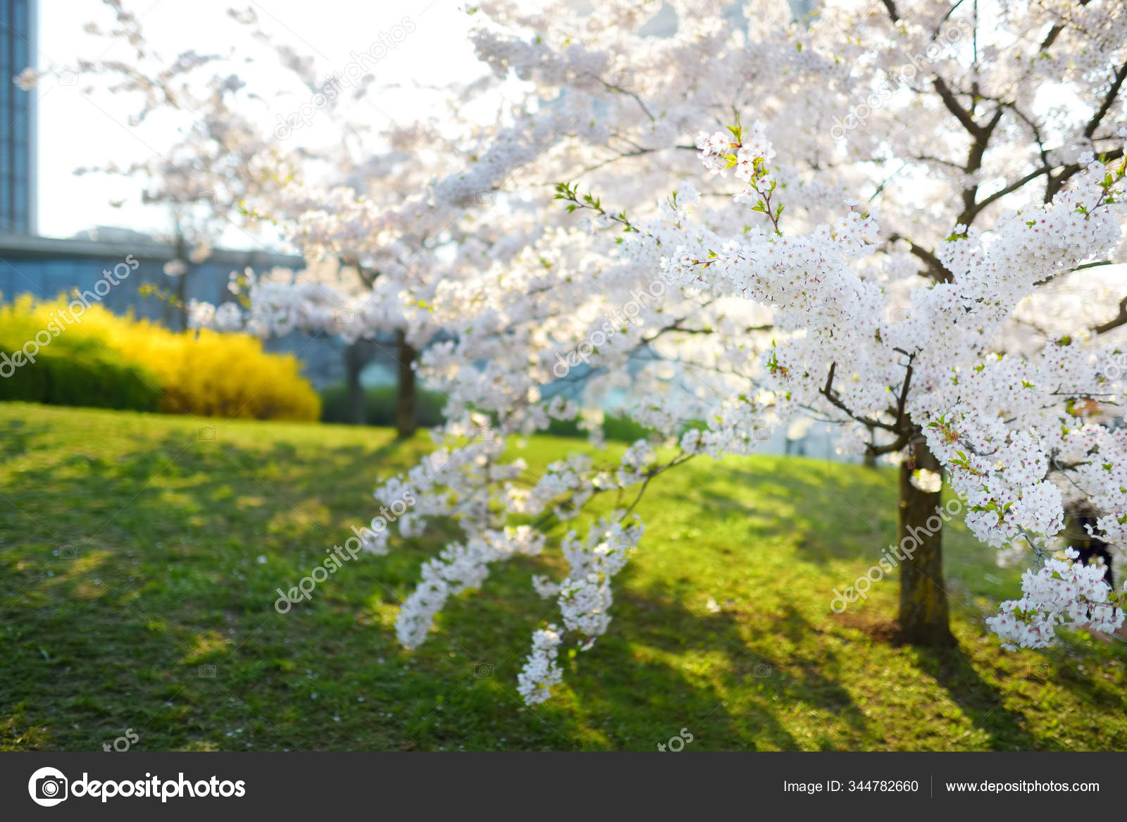 Beautiful Cherry Tree Blossoming Spring Beauty Nature Tender Cherry ...