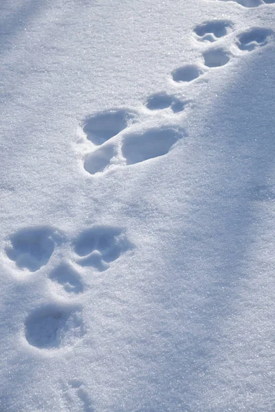 Hare footprints Stock Photos, Royalty Free Hare footprints Images ...