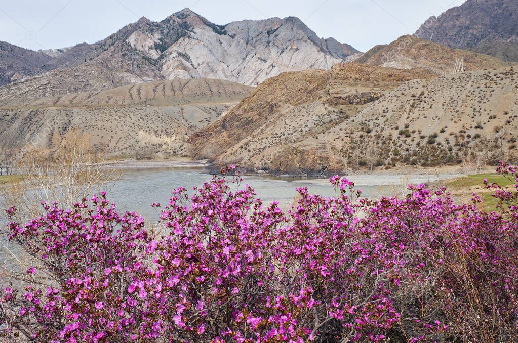 Rhododendron dauricum arbustos con flores (nombres populares bagulnik ...