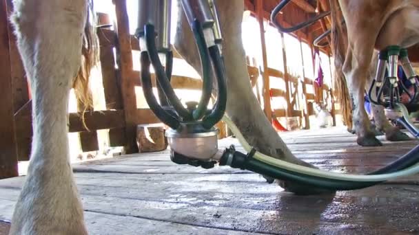 Automatic Milking Cows Process Milking Cows Dairy Farm Automated ...