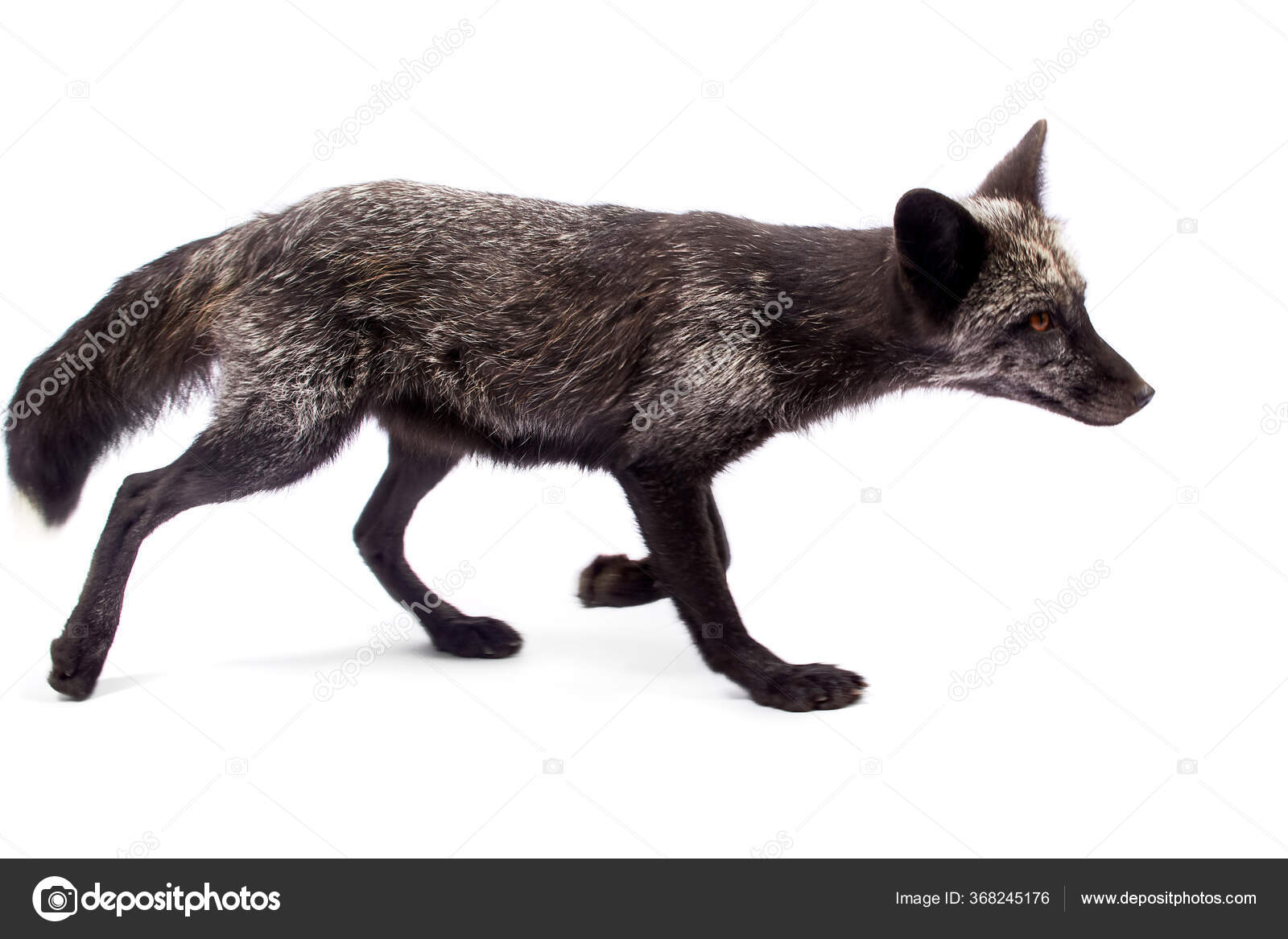 Black Fox Isolated White Background — Stock Photo © kovalvs #368245176