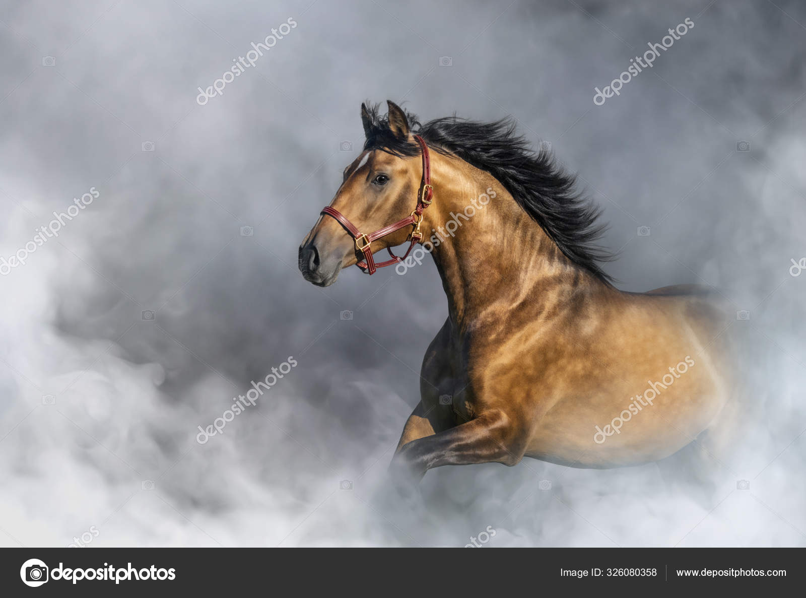 Light Bay Arabian Horses