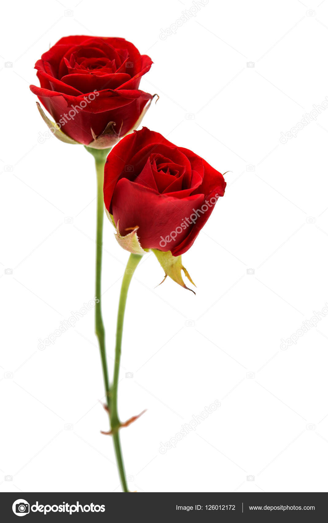 Small red rose Stock Photo by ©ksena32 126012172