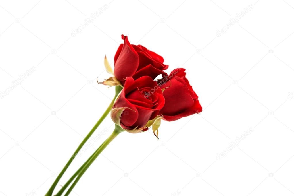 Small red rose ⬇ Stock Photo, Image by © ksena32 #126012234