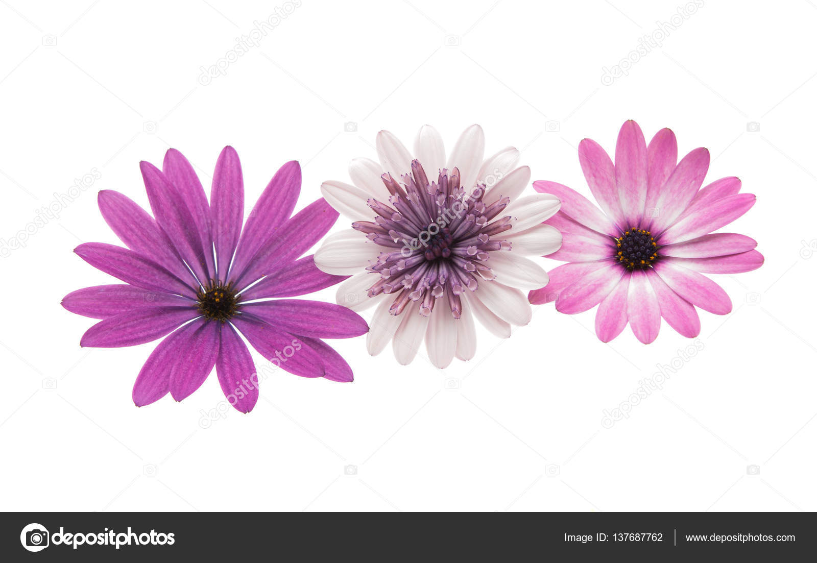 Osteospermum Daisy o Cape Daisy Flower — Foto de stock #137687762 © ksena32