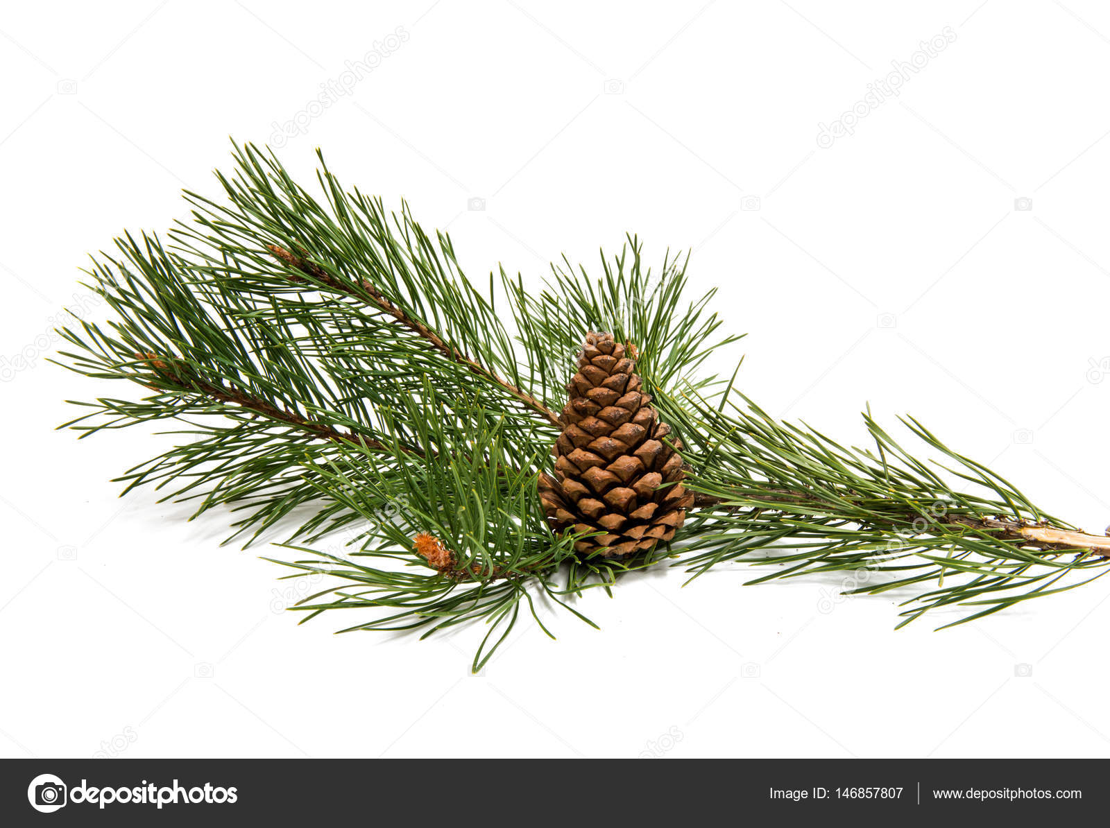 Sprig of pine with cones isolated Stock Photo by ©ksena32 146857807