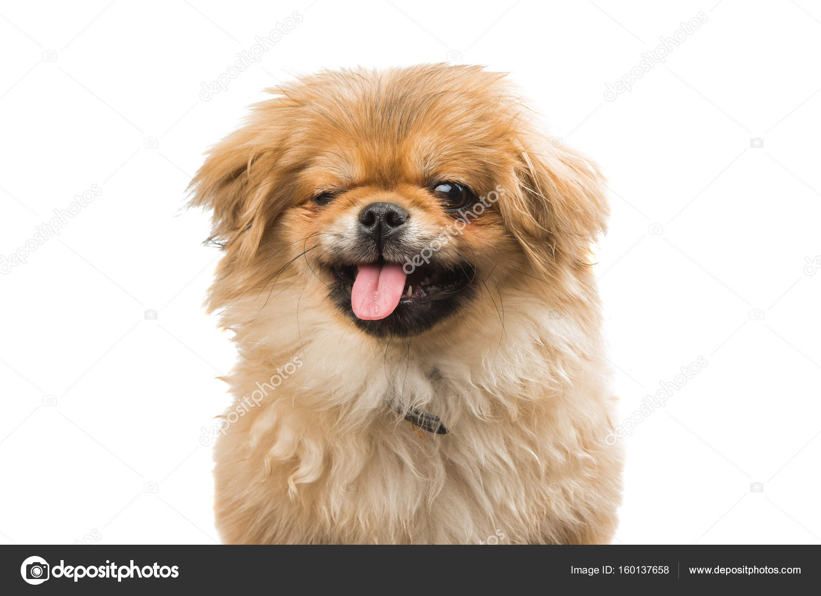 Pekinese dog isolated — Stock Photo © ksena32 #160137658