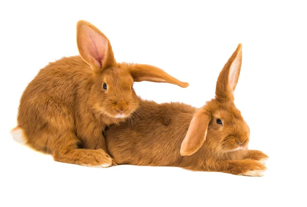 Two young baby rabbit isolated — Stock Photo © kalinovsky #5428142