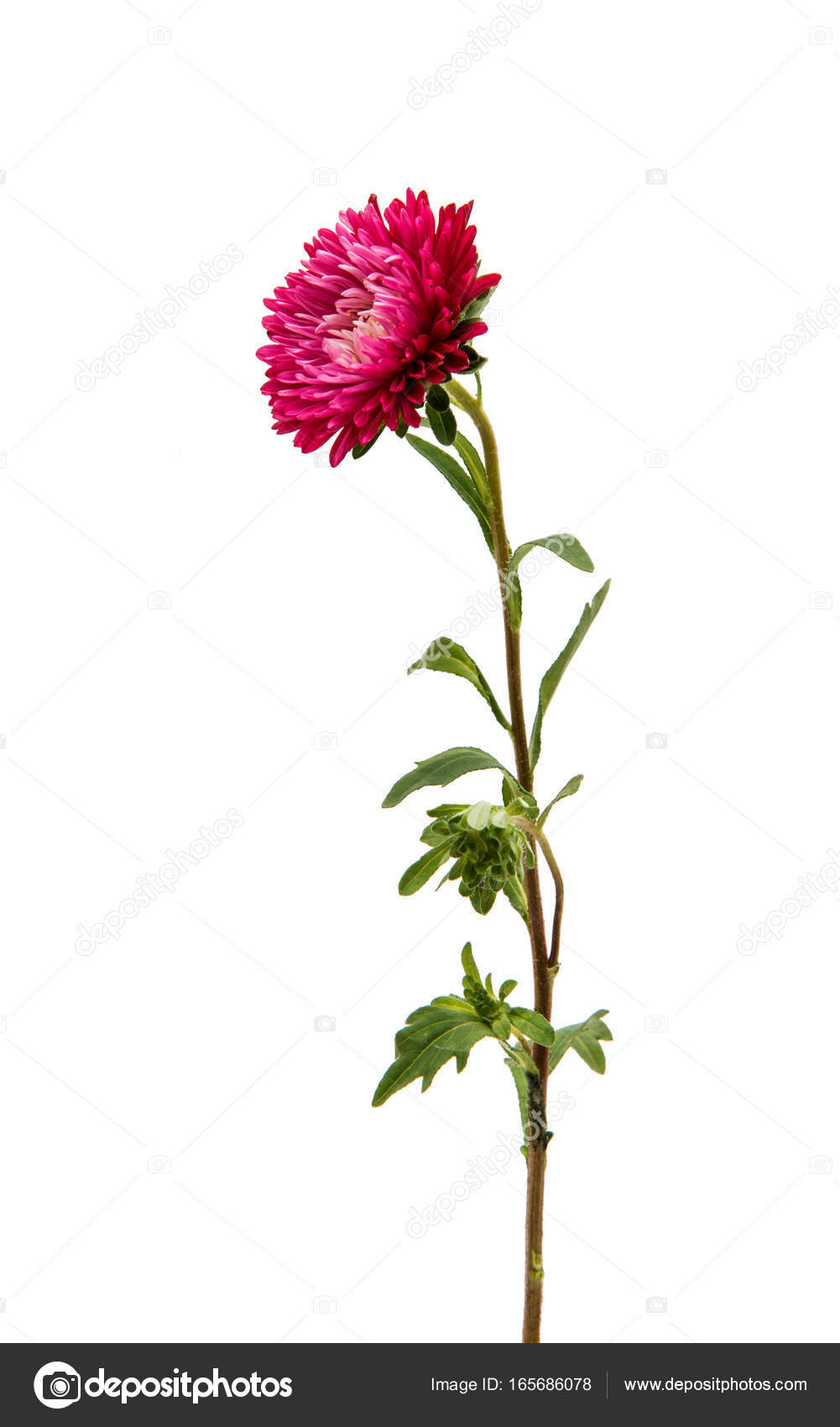 Red aster flower — Stock Photo © ksena32 #165686078