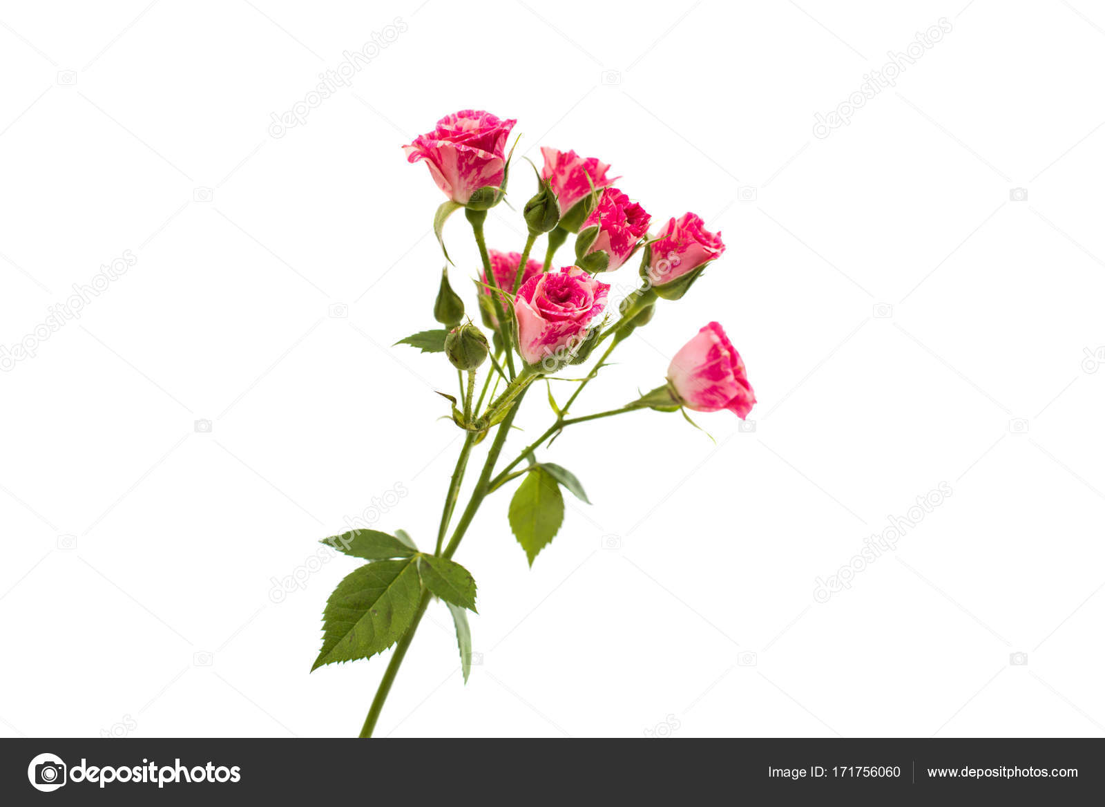 Pink little roses isolated — Stock Photo © ksena32 #171756060