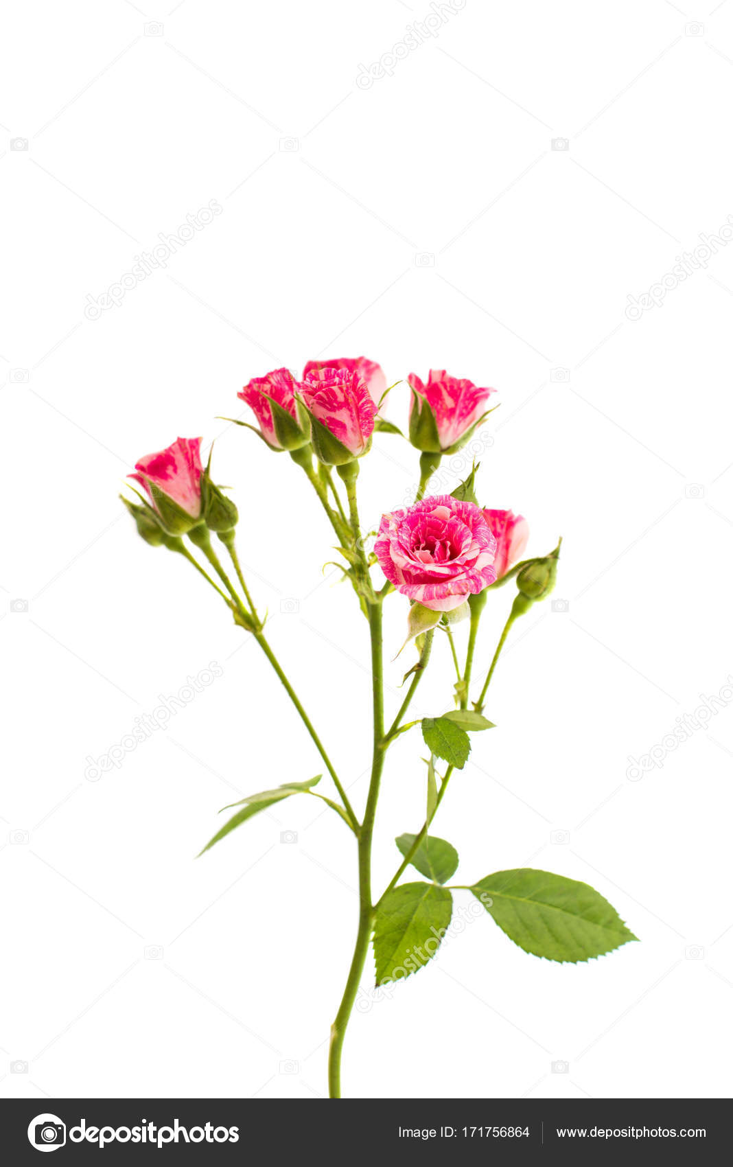 Pink little roses isolated — Stock Photo © ksena32 #171756864