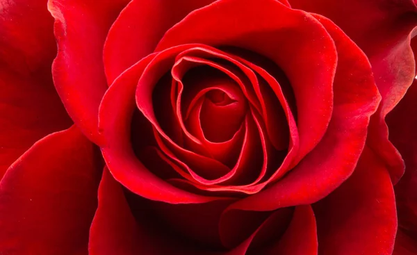 Beautiful red rose with rain drops — Stock Photo © valio84sl #2695385