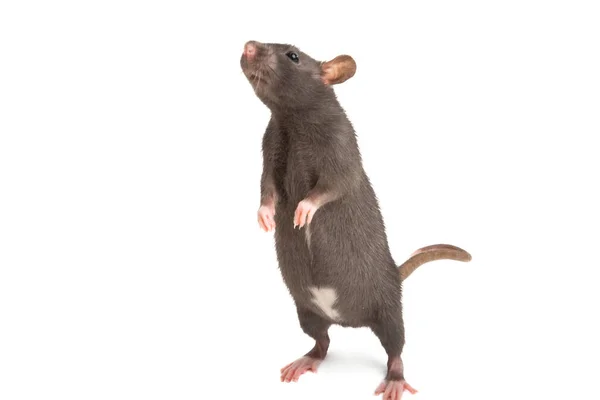 Prison rat Stock Photos, Royalty Free Prison rat Images | Depositphotos