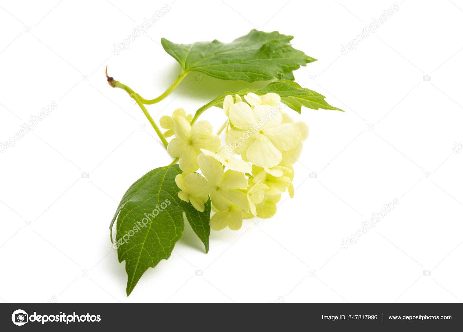 Hydrangea Flower Isolated White Background Stock Photo by ©ksena32 ...