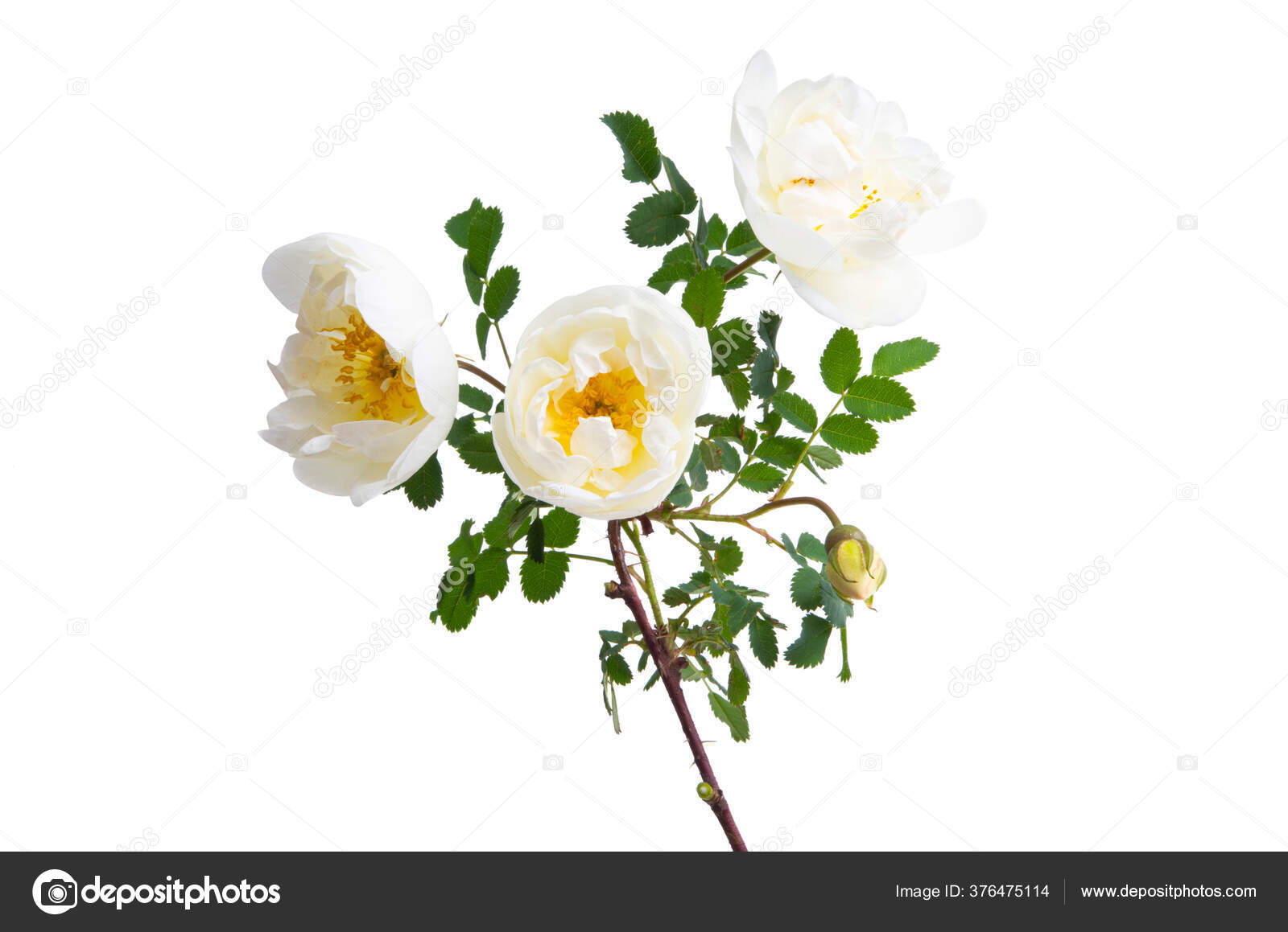 White Rose Isolated White Background Stock Photo by ©ksena32 376475114
