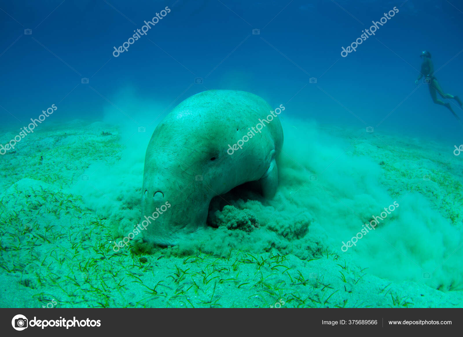 Cute Dugong