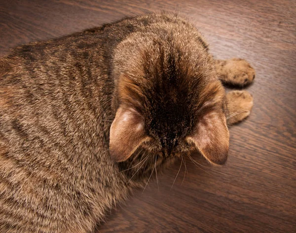 Ringworm in cat Stock Photo by ©nataly0288dp 131770316