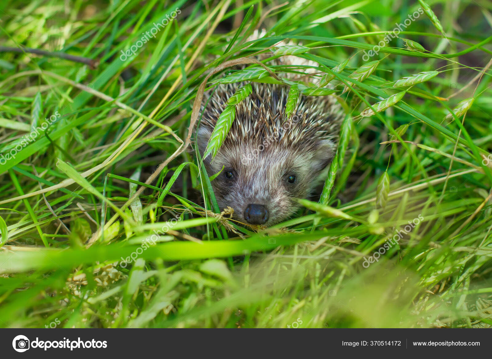 Baby Hedgehog Hiding Grass Stock Photo by ©bigdan 370514172