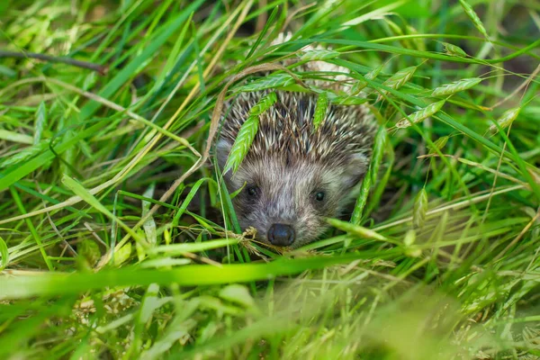 Smiling Baby Hedgehog