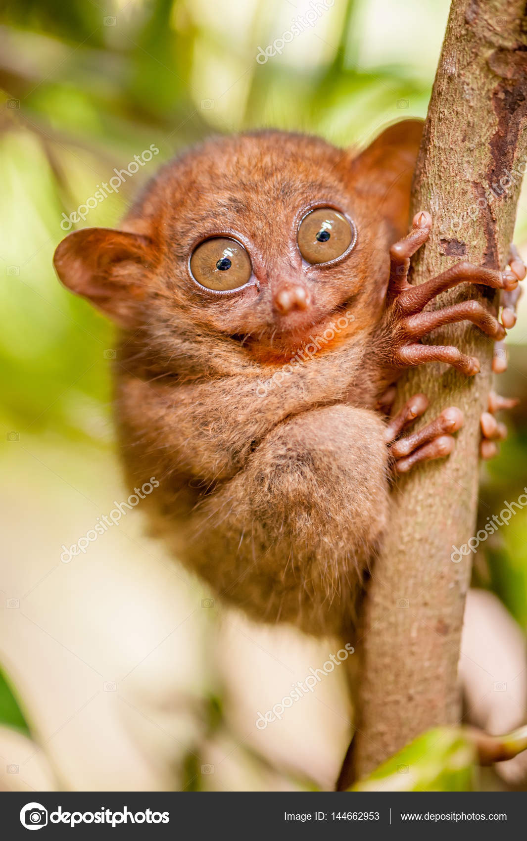 Tarsier Baby