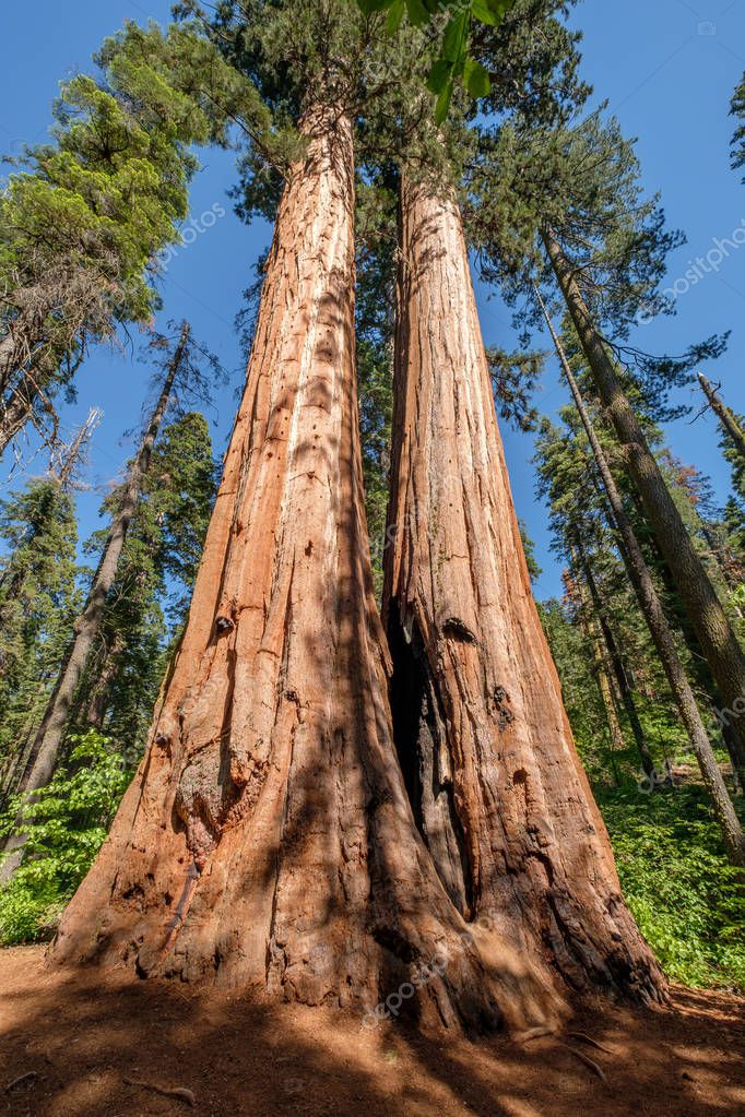 Árbol Sequoia en el Parque Estatal de los Grandes Árboles de Calaveras ...