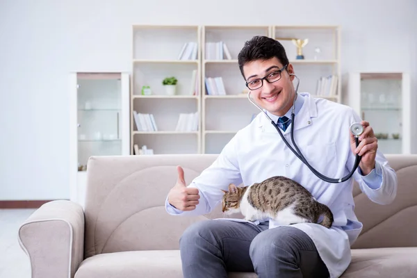 Cat visiting vet for regular check up - Stock Image - Everypixel
