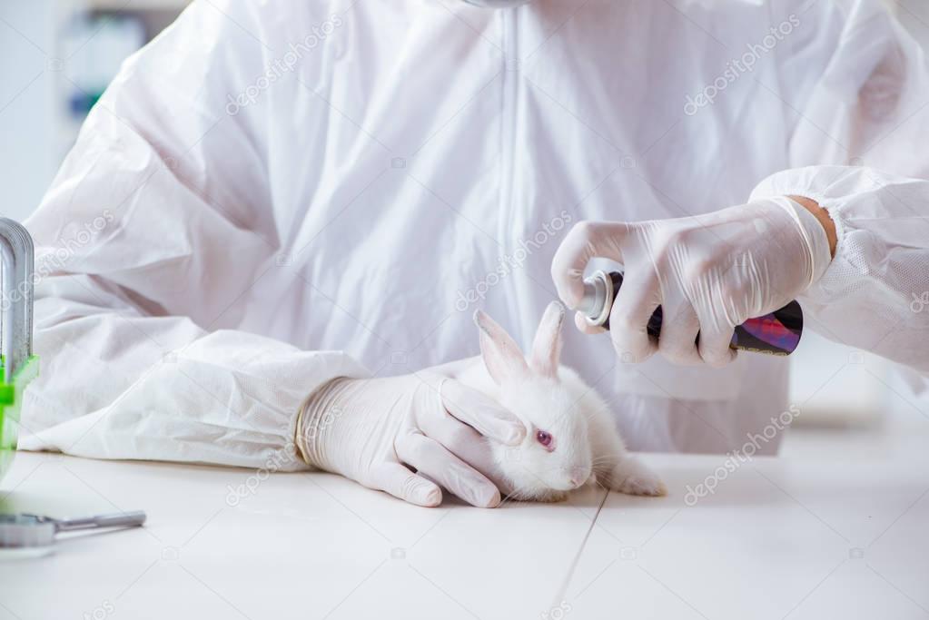 Científico haciendo experimentos con animales en laboratorio con conejo ...