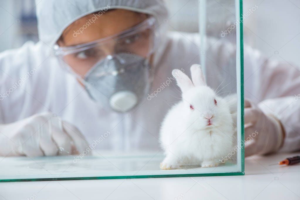 Cient fico haciendo experimentos con animales en laboratorio con conejo ...