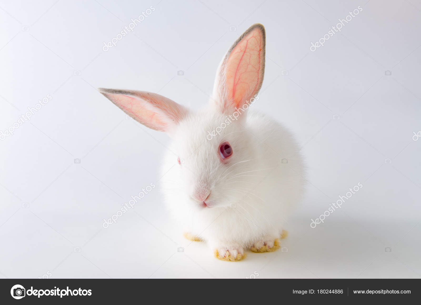 White rabbit in easter animal concept — Stock Photo © Elnur_ #180244886