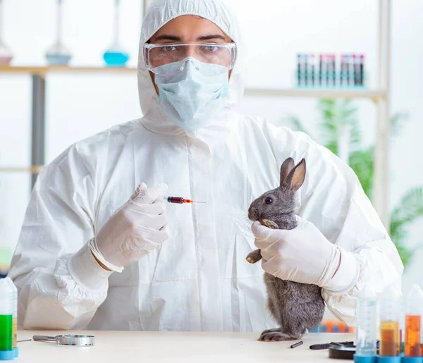 Scientist doing testing on animals rabbit - Stock Image - Everypixel