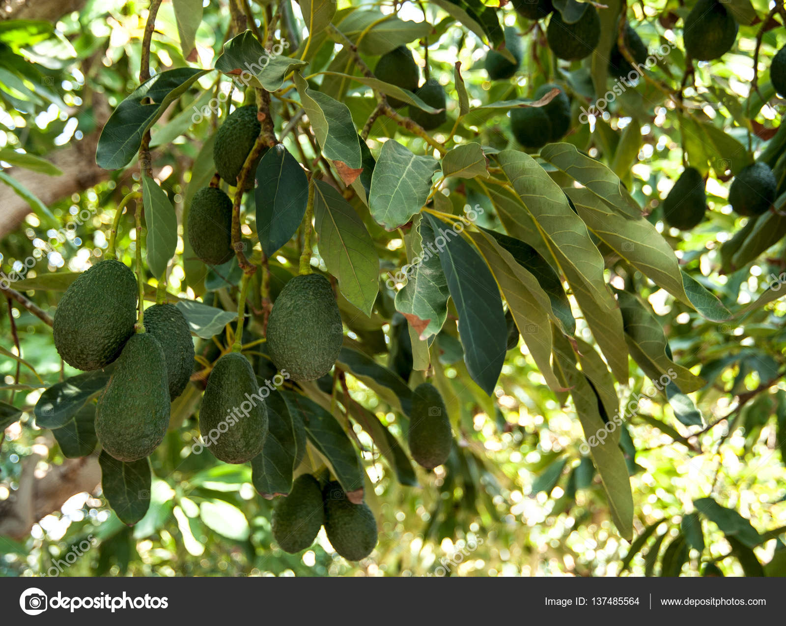 Avocado fruits growing on tree — Stock Photo © grafnata #137485564