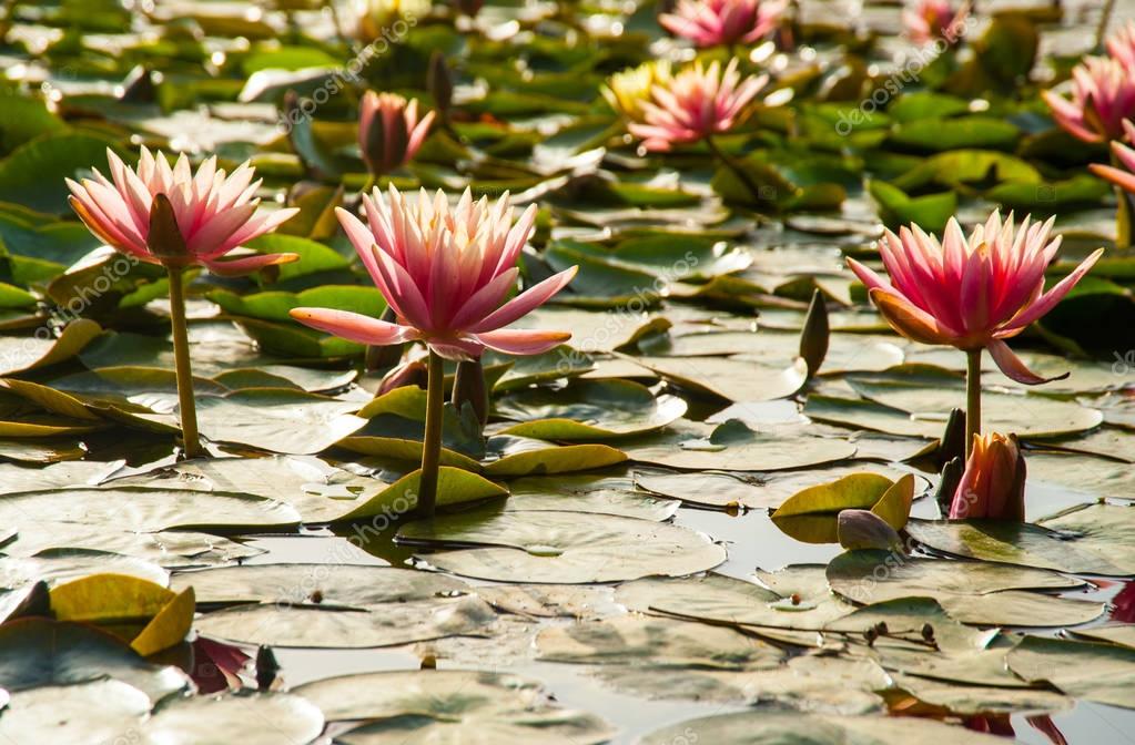 Pink lotuses in natural pond in the sunlight — Stock Photo © grafnata ...