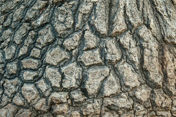 Tree bark texture tiles Stock Photos, Royalty Free Tree bark texture ...