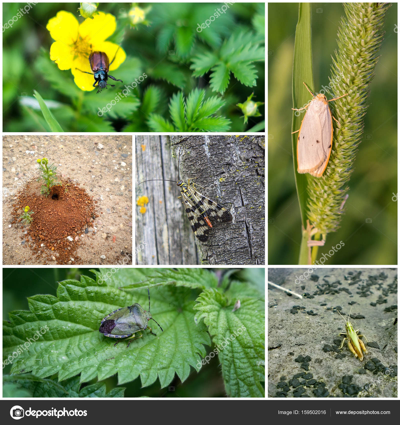 Collage with insects — Stock Photo © leonikonst #159502016