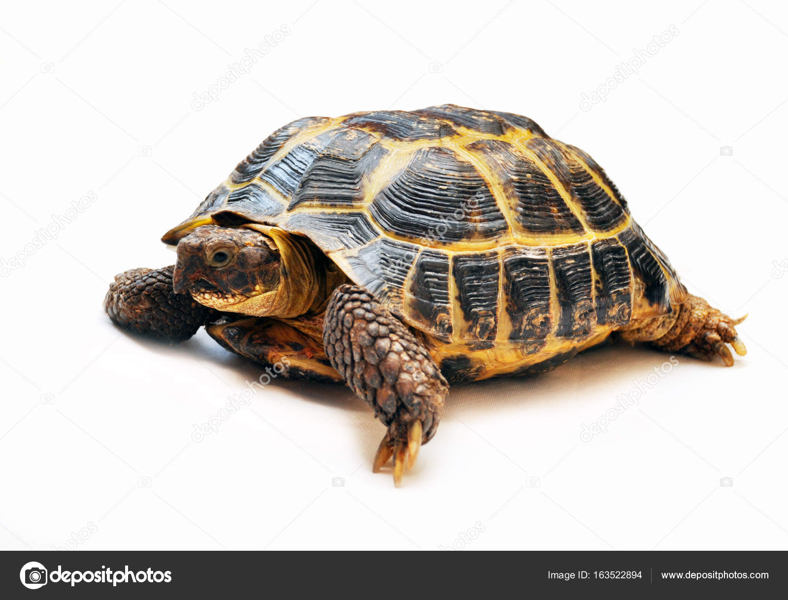 Tortoise White Background