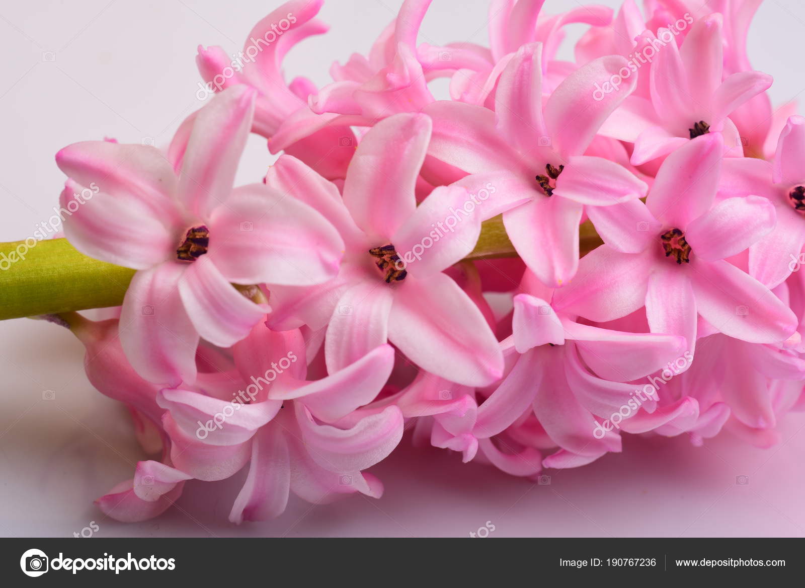 Light Pink Stock Flower