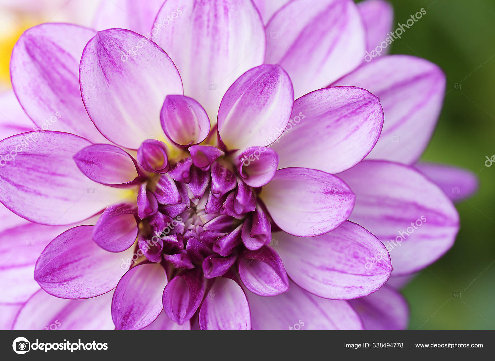 Pink Aster Macro Background — Free Stock Photo © FineShine #338494778