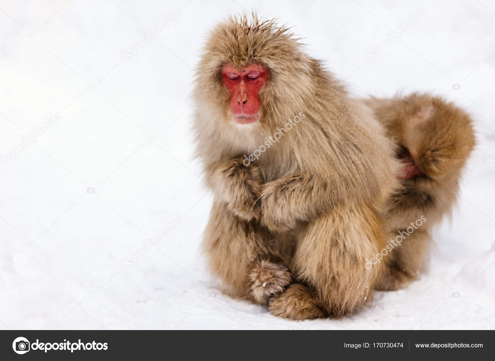Snow Monkeys Japanese Macaques — Stock Photo © shalamov #170730474