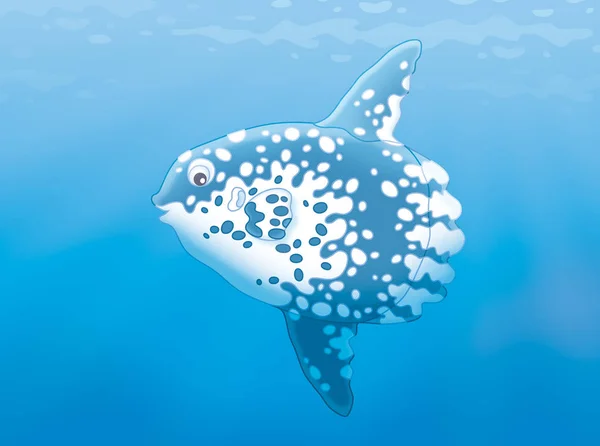 Sunfish Pictures, Sunfish Stock Photos & Images | Depositphotos®