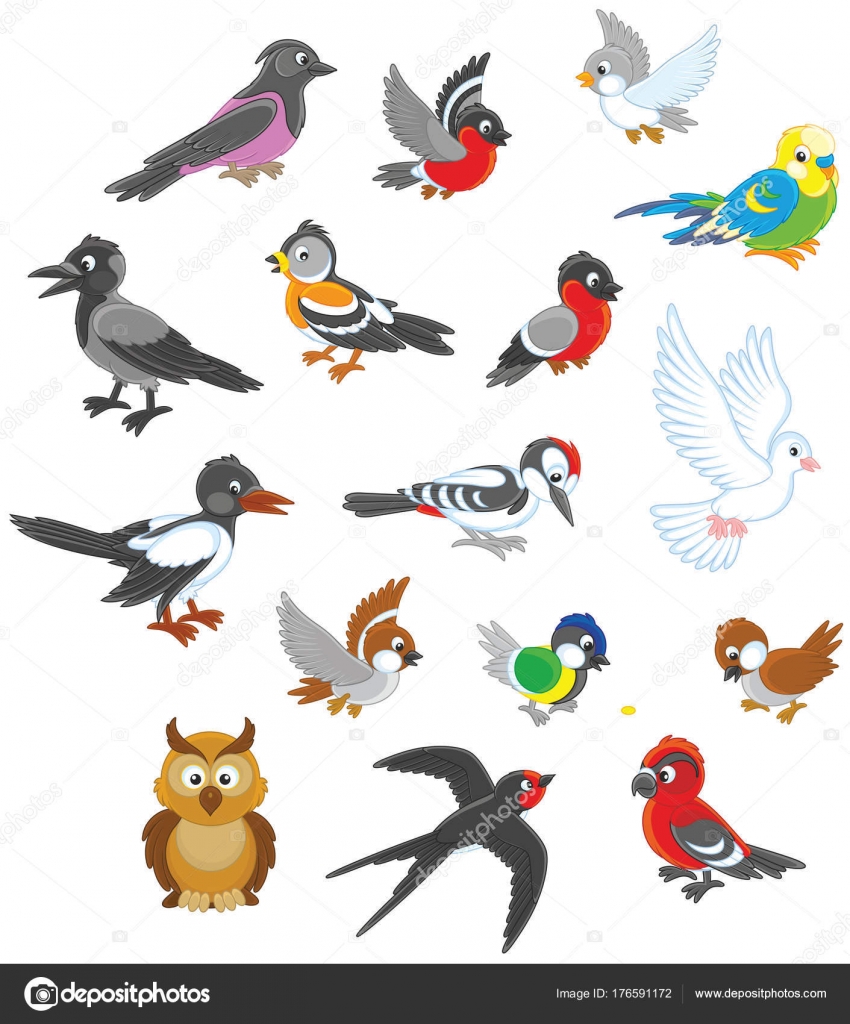 Vector Set Birds Cartoon Style Stock Vector by ©AlexBannykh 176591172 Vector Set Birds Cartoon Style Stock Vector by ©AlexBannykh 176591172
