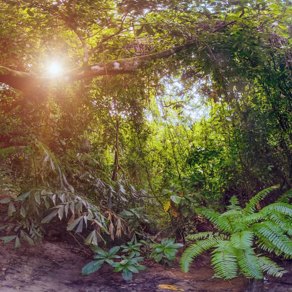 Sun in the jungle Stock Photos, Royalty Free Sun in the jungle Images ...