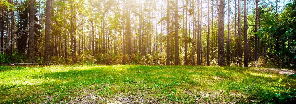 Forest trees panorama Stock Photos, Royalty Free Forest trees panorama ...