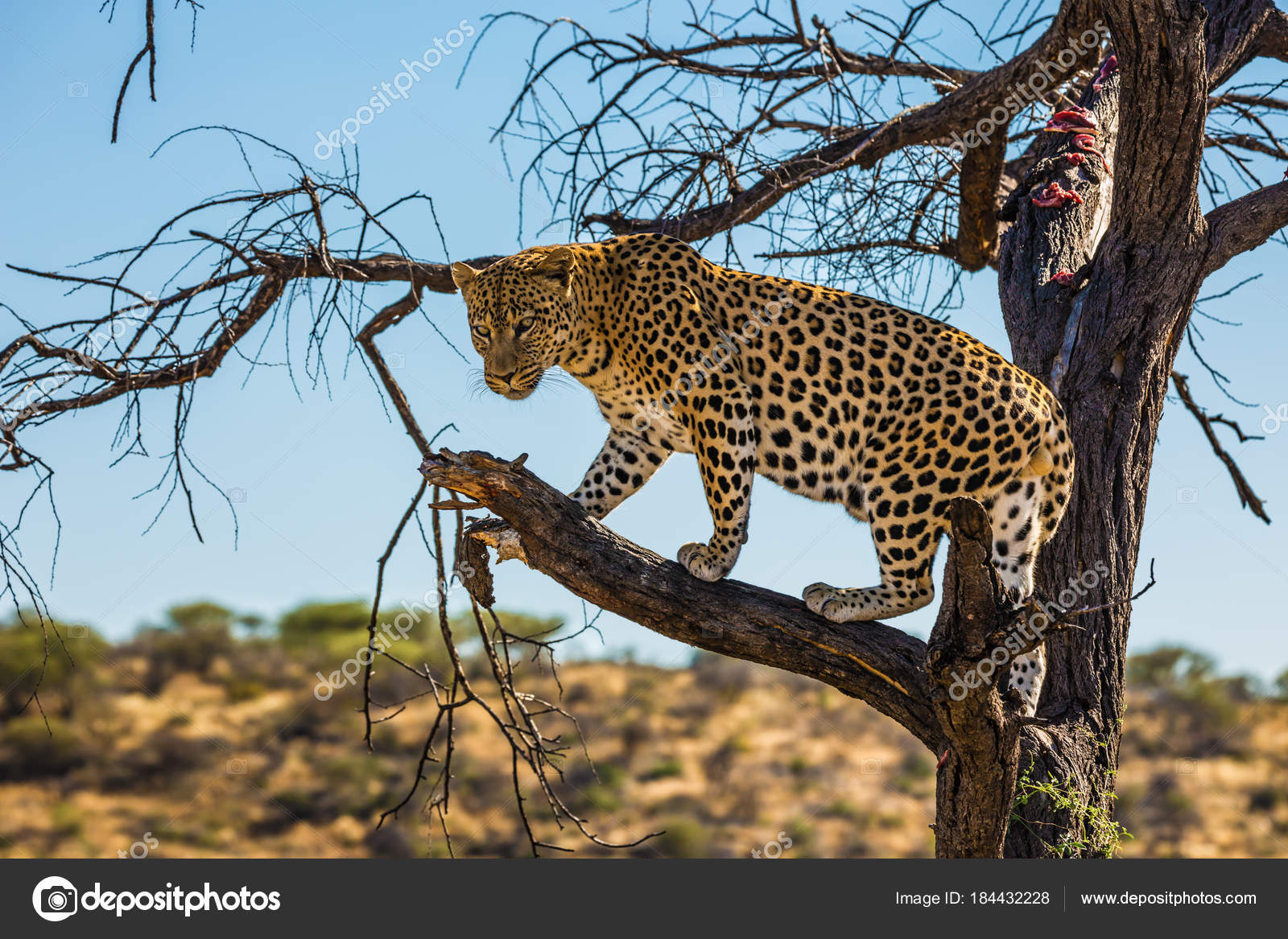 Magnífico Leopardo Africano Entre Sabana Seca Concepto Turismo Exótico ...